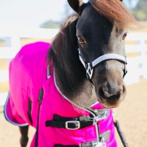 Star Point Horsemanship Mini-Pony Horse Ripstop Waterproof Windproof Blanket Hooded Lightweight Turnout Rain Sheet Breathable Lining 1200 Denier Material 100 Gram Fill (Raspberry, 52-54")