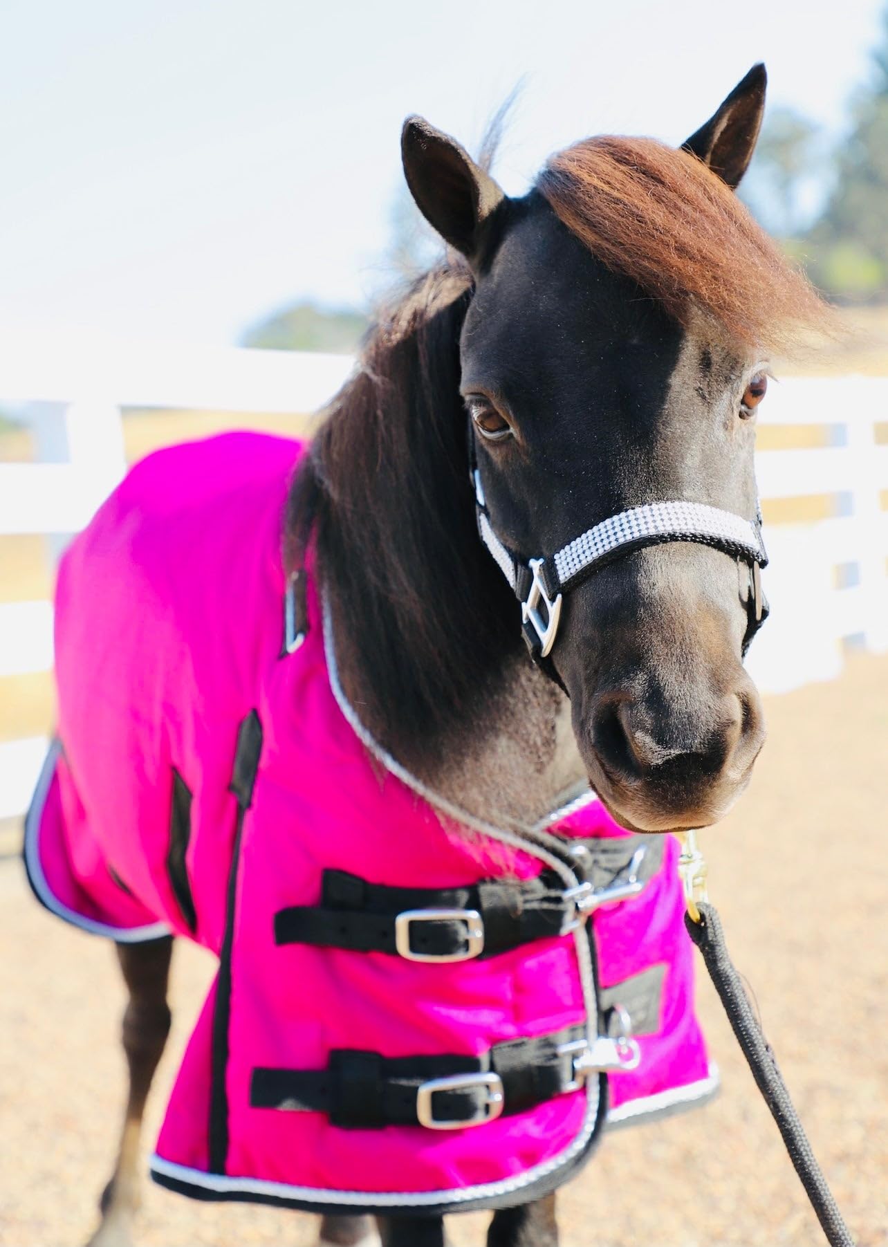 Star Point Horsemanship Mini-Pony Horse Ripstop Waterproof Windproof Blanket Hooded Lightweight Turnout Rain Sheet Breathable Lining 1200 Denier Material 100 Gram Fill (Raspberry, 52-54")