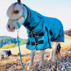 Star Point Horsemanship Mini-Pony Horse Ripstop Waterproof Windproof Blanket Hooded Lightweight Turnout Rain Sheet Breathable Lining 1200 Denier Material 100 Gram Fill (Raspberry, 52-54")