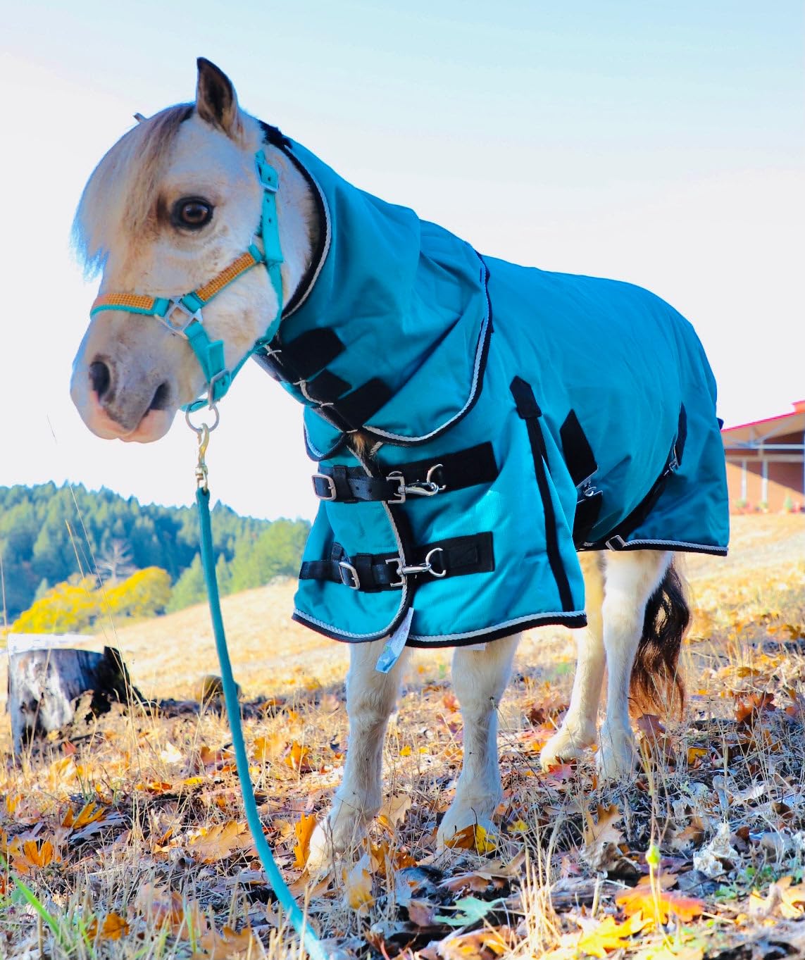 Star Point Horsemanship Mini-Pony Horse Ripstop Waterproof Windproof Blanket Hooded Lightweight Turnout Rain Sheet Breathable Lining 1200 Denier Material 100 Gram Fill (Raspberry, 52-54")