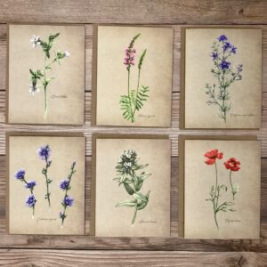 little creek card company watercolor vintage botanical floral wildflower notecards - 12 gift set heavy stock blank greeting, bulk thank you, birthday card, a2 5.5x4.25inch folded or 5.5x8.5inch flat