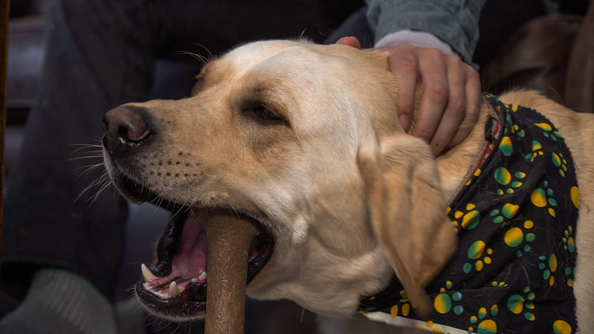 Hero | Bonetics Femur Bone | Dog Bones | Puppy Bones | Designed for Extra Large Dogs Up to 75 lbs (Bacon Flavor)