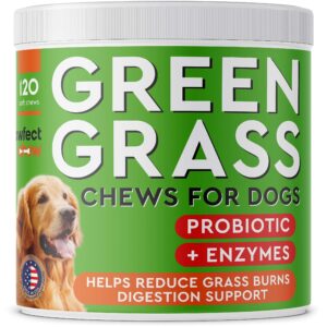 PAWFECTCHEW Dog Pee Grass Restore + Probiotics for Dogs Bundle - Dog Urine Neutralizer for Grass Burn Spots, Lawn Repair - Allergy Relief Dog Probiotics Chews + Digestive Enzymes - Made in USA