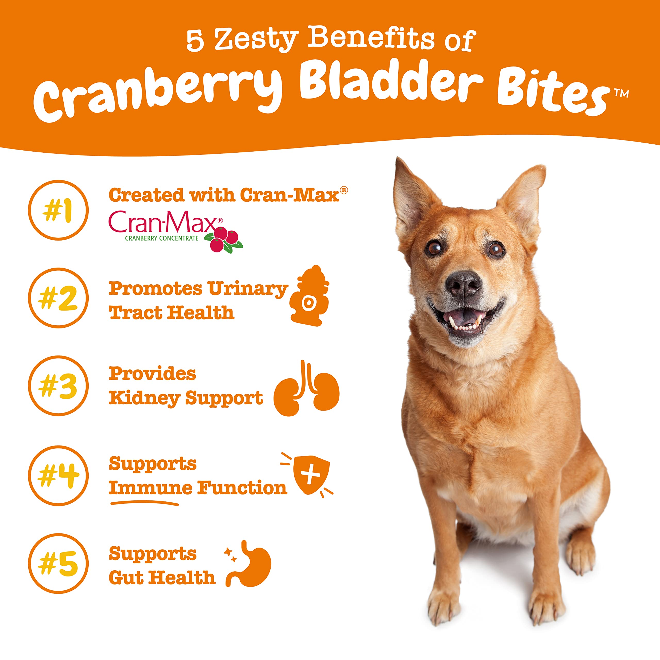 Cranberry Soft Chews for Dogs - Kidney, Bladder & Urinary Tract Wellness Supplement + Probiotics for Dogs - Probiotics for Gut Flora, Digestive Health