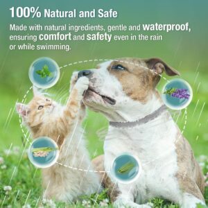 ZingZap Flea & Tick Collar 2-Pack Gray, Protects from Biting Insects, Adjustable Fits Both Dogs & Cats, Built-in Plant Based Formula, Slow Release Lasting Protection, Waterproof