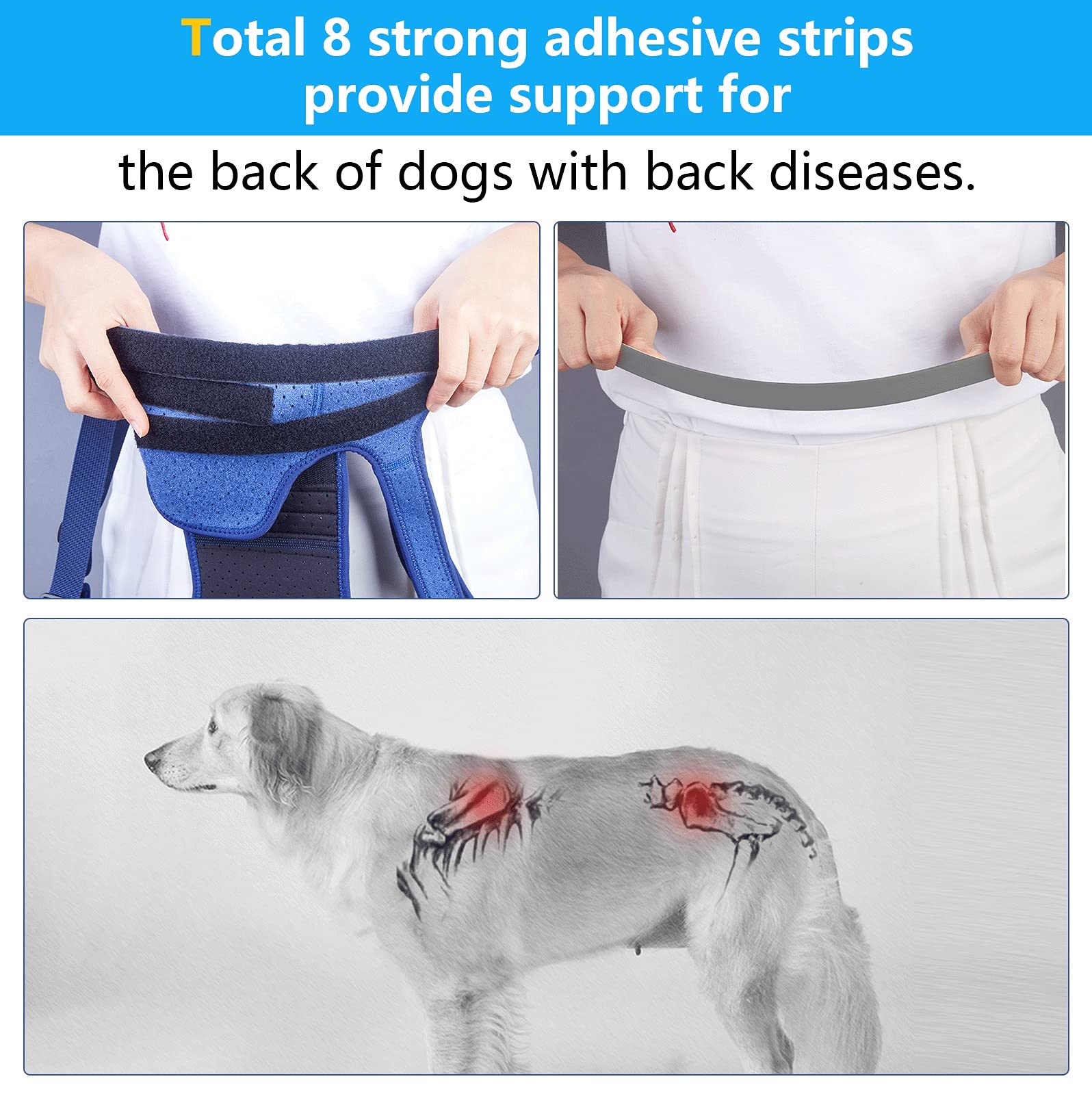 Coodeo Dog Back Brace for Dogs Arthritis, Pet Back Bracer for IVDD, Back Protector Helps Pain Relief, Surgical Recovery and Rehabilitation, Dogs Back Disease Prevention. (Medium)