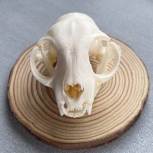 zczc taxidermy real animal skull, animal bones real for craft, skull decoration for home, specimen collectibles study, special gifts (cat skull)