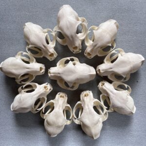 ZCZC Taxidermy Real Animal Skull, Animal Bones Real for Craft, Skull Decoration for Home, Specimen Collectibles Study, Special Gifts (Cat Skull)