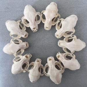 ZCZC Taxidermy Real Animal Skull, Animal Bones Real for Craft, Skull Decoration for Home, Specimen Collectibles Study, Special Gifts (Cat Skull)