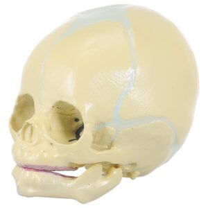 human skull anatomical model - skull model anatomy head skeleton model 5.5inch for medical teaching learning students education display