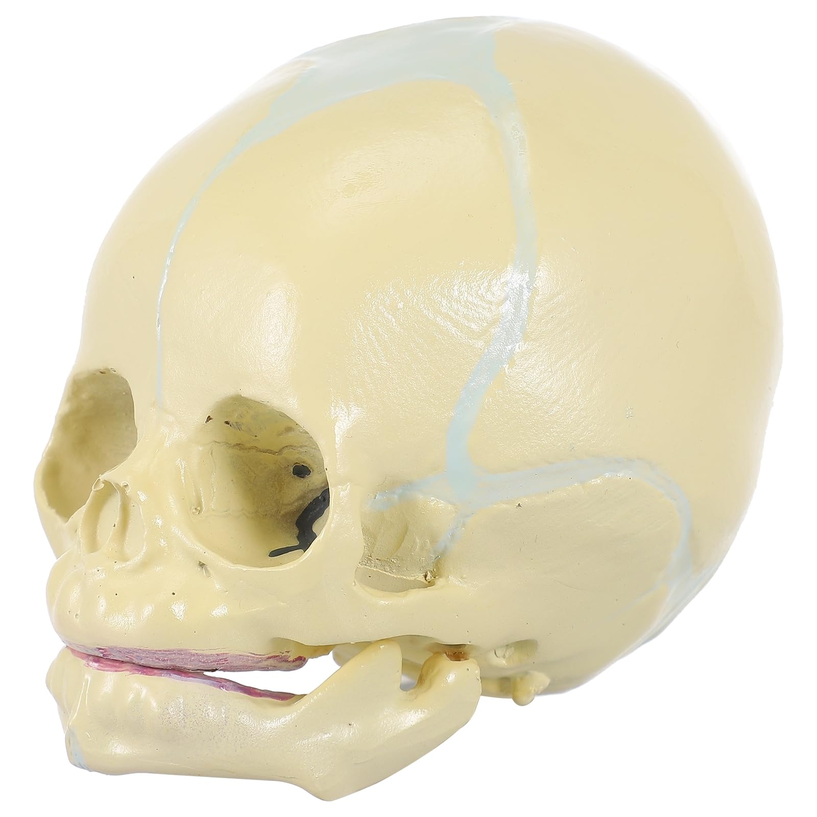 Human Skull Anatomical Model - Skull Model Anatomy Head Skeleton Model 5.5inch for Medical Teaching Learning Students Education Display