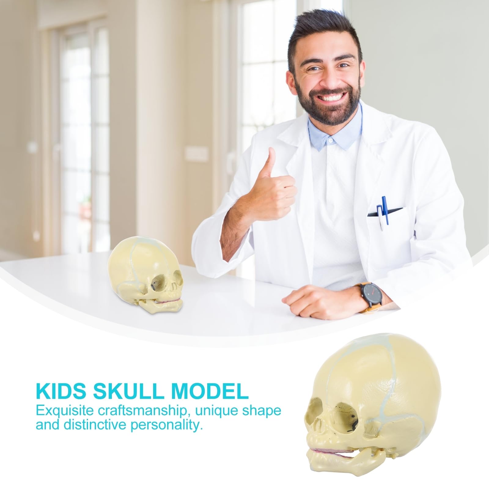 Human Skull Anatomical Model - Skull Model Anatomy Head Skeleton Model 5.5inch for Medical Teaching Learning Students Education Display