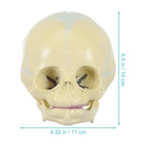 Human Skull Anatomical Model - Skull Model Anatomy Head Skeleton Model 5.5inch for Medical Teaching Learning Students Education Display