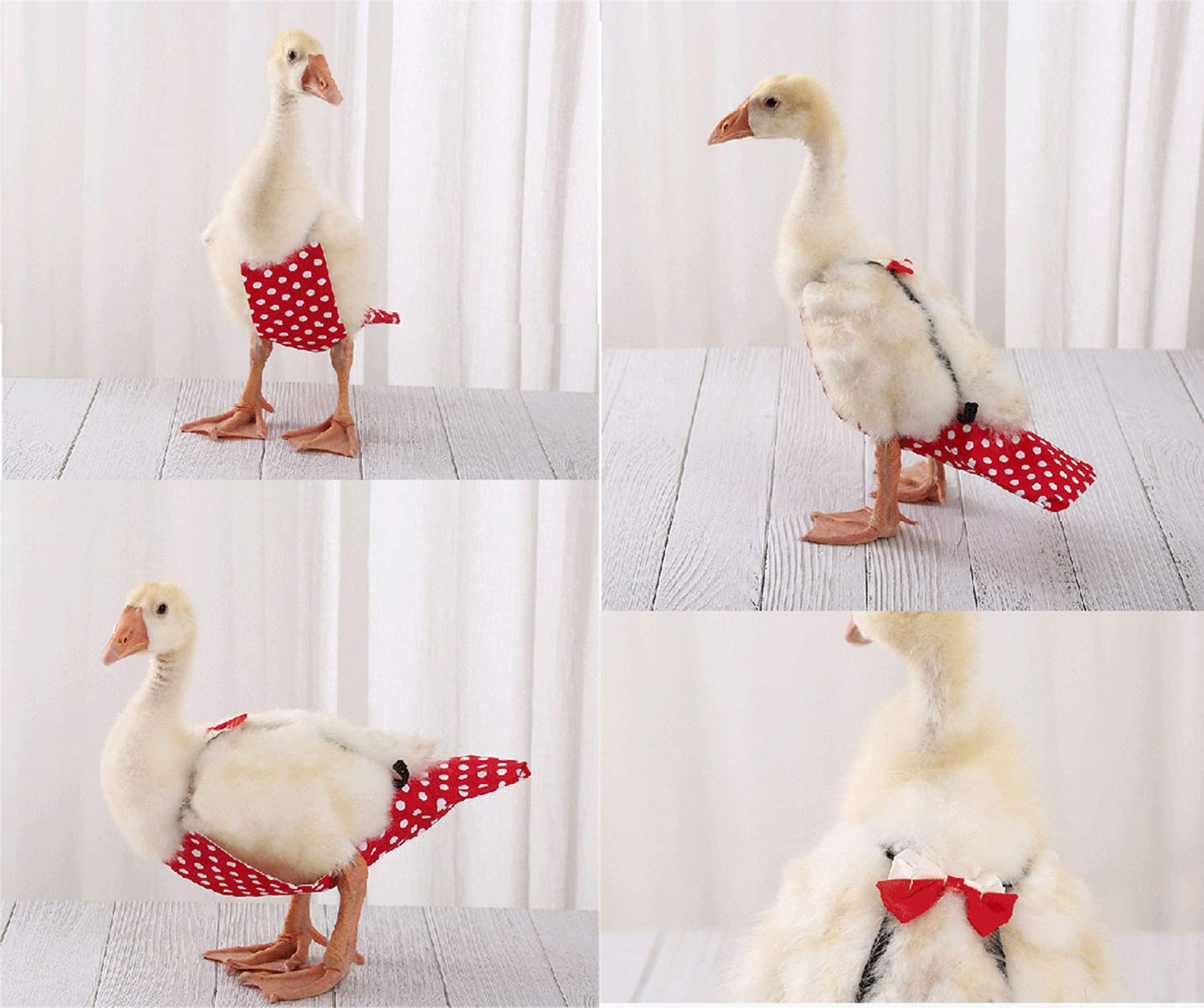 ABCD Chicken Diapers, Duck Diapers, Adjustable Chicken Diapers, Washable and Reusable, Chicken Costumes with Bows (Banana+Pineapple, S)