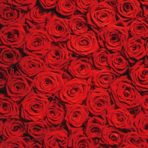 RUINI Red Rose Floral Wedding Photography Backdrop Roses Wall Lovers Girls Children Photos Backdrop 6x8FT