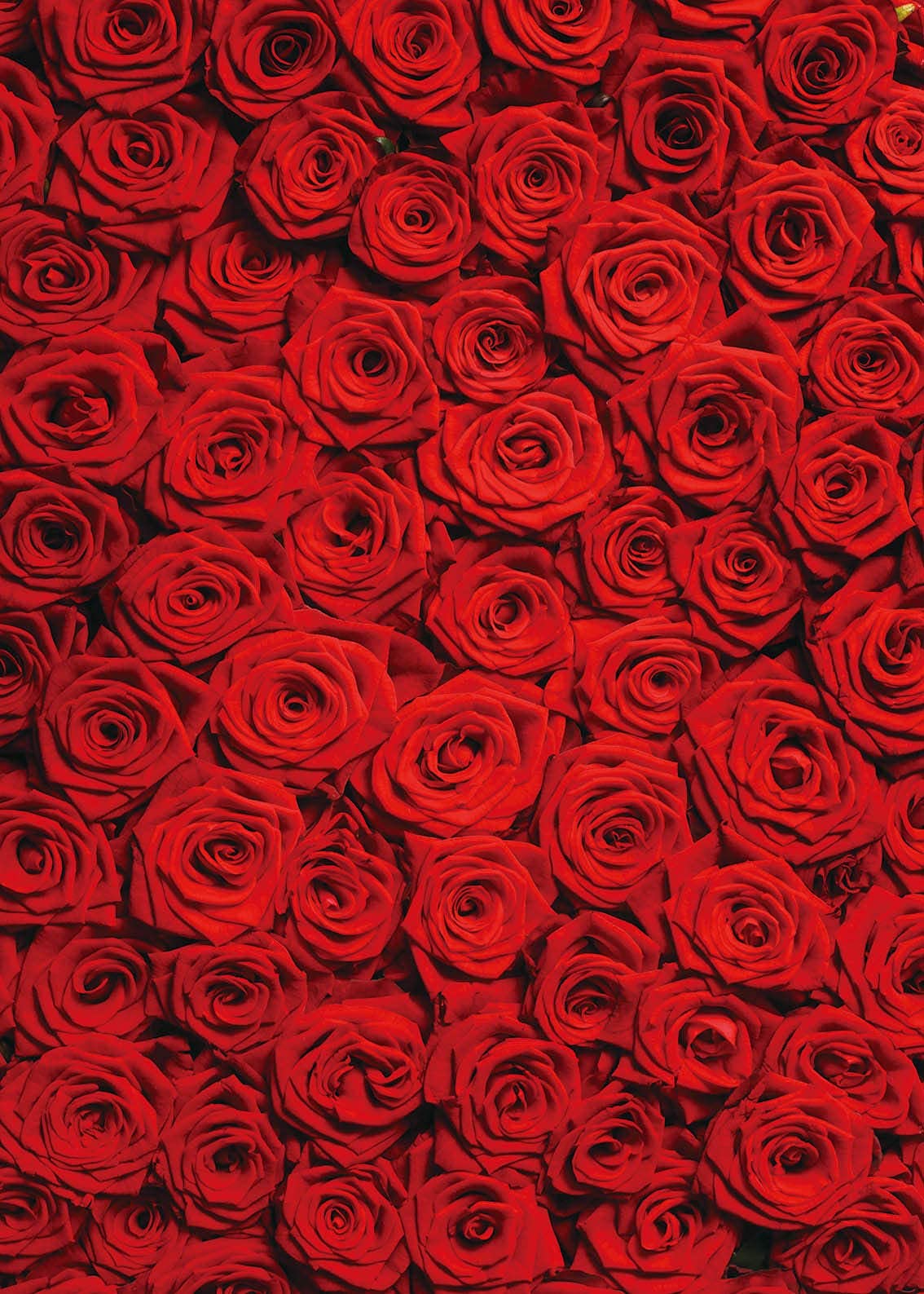 RUINI Red Rose Floral Wedding Photography Backdrop Roses Wall Lovers Girls Children Photos Backdrop 6x8FT