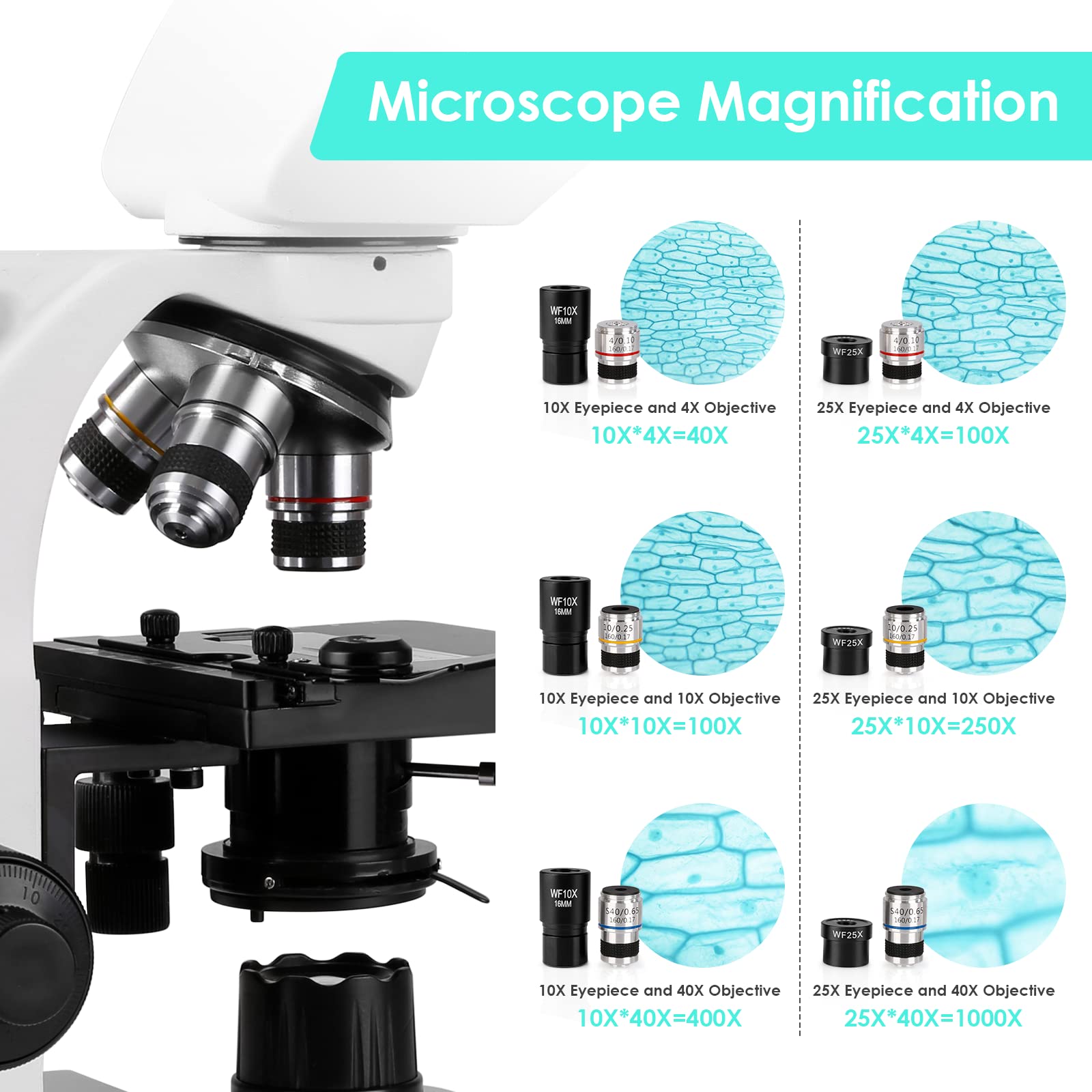 LED Compound Binocular Microscope 40X-1000X with Double Layer Mechanical Stage, Optical Microscope with Wide-Field 10X & 25X Eyepieces, Adjustable Pupillary Distance 360° Rotating Jentsch Head