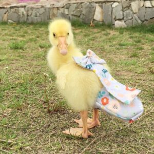 WCDJOMOP Duck Diapers, Chicken Diapers, Handmade Diapers for Poultry, Chicken, Duck and Goose Waterproof, Adjustable, Washable Reusable Diapers for Poultry, Duck Supplies (S(0.1kg-0.2kg),Floral)