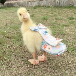 WCDJOMOP Duck Diapers, Chicken Diapers, Handmade Diapers for Poultry, Chicken, Duck and Goose Waterproof, Adjustable, Washable Reusable Diapers for Poultry, Duck Supplies (S(0.1kg-0.2kg),Floral)