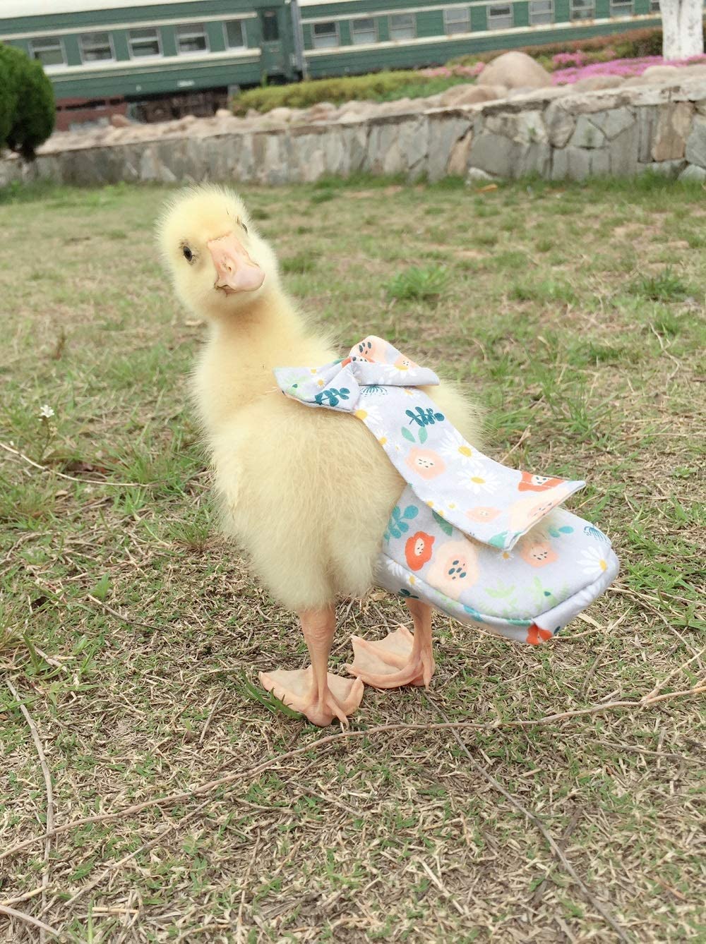 WCDJOMOP Duck Diapers, Chicken Diapers, Handmade Diapers for Poultry, Chicken, Duck and Goose Waterproof, Adjustable, Washable Reusable Diapers for Poultry, Duck Supplies (S(0.1kg-0.2kg),Floral)