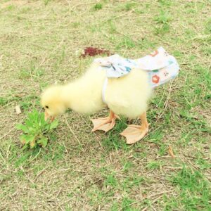 WCDJOMOP Duck Diapers, Chicken Diapers, Handmade Diapers for Poultry, Chicken, Duck and Goose Waterproof, Adjustable, Washable Reusable Diapers for Poultry, Duck Supplies (S(0.1kg-0.2kg),Floral)