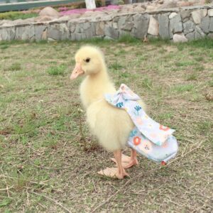 WCDJOMOP Duck Diapers, Chicken Diapers, Handmade Diapers for Poultry, Chicken, Duck and Goose Waterproof, Adjustable, Washable Reusable Diapers for Poultry, Duck Supplies (S(0.1kg-0.2kg),Floral)