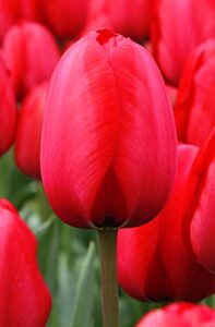 pre-order for spring (rfs) 25 (bulbs) darwin hybrid tulip (red impression)