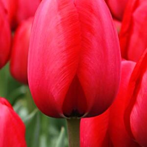 PRE-Order for Spring (RFS) 25 (Bulbs) Darwin Hybrid Tulip (Red Impression)