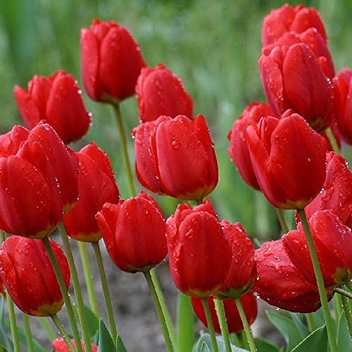 PRE-Order for Spring (RFS) 25 (Bulbs) Darwin Hybrid Tulip (Red Impression)