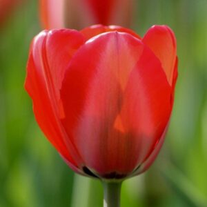 pre-order for spring (rfs) bulk 100 (bulbs) tulip (red impression)