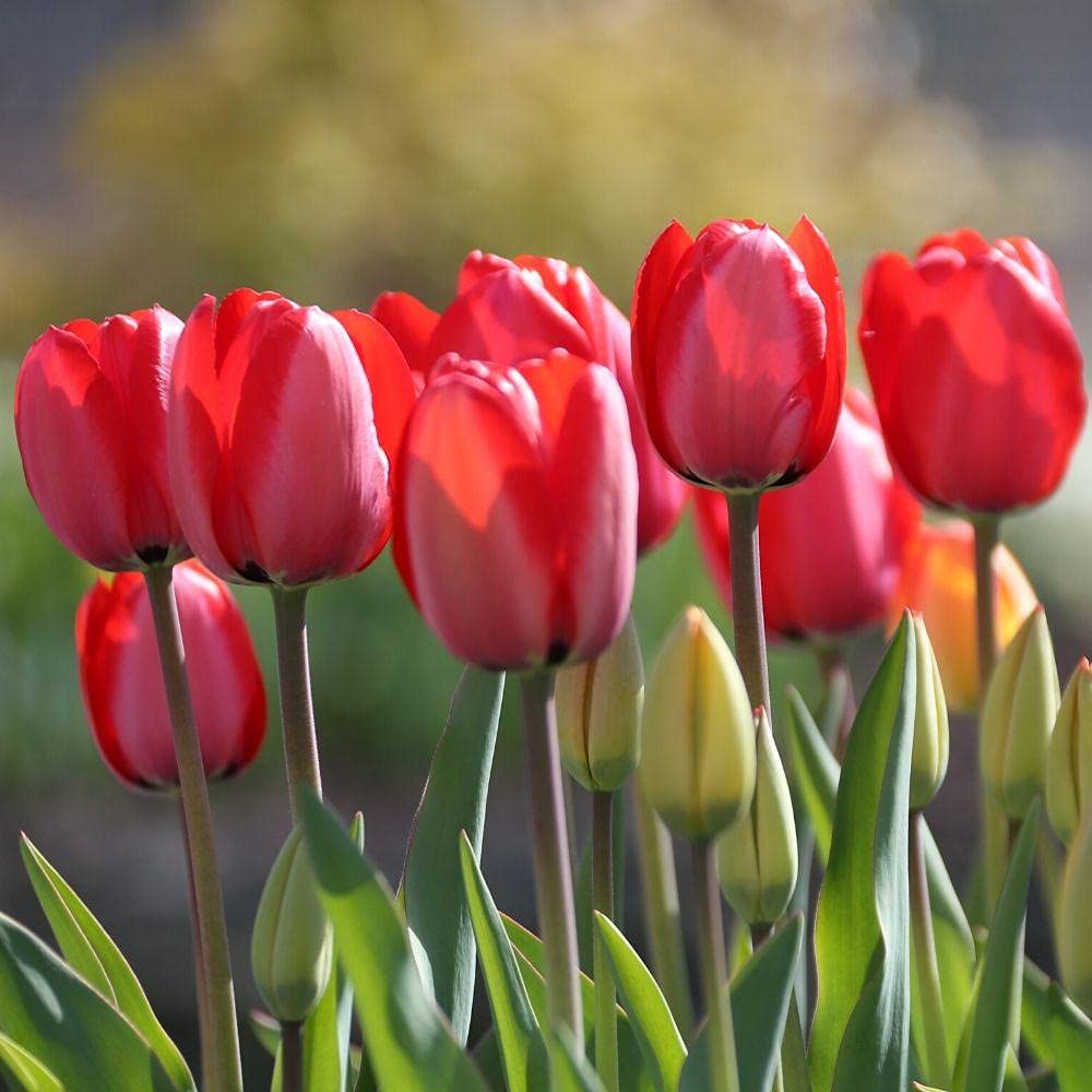 PRE-Order for Spring (RFS) Bulk 100 (Bulbs) Tulip (Red Impression)