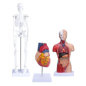 faruijie human heart & body torso & skeleton anatomy model - anatomical assembly model of human organs mini human skeleton model with movable arms and legs for medical student educational kit