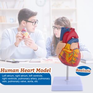 faruijie Human Heart & Body Torso & Skeleton Anatomy Model - Anatomical Assembly Model of Human Organs Mini Human Skeleton Model with Movable Arms and Legs for Medical Student Educational Kit