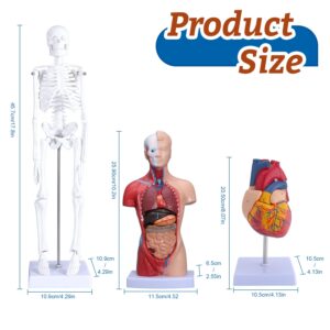 faruijie Human Heart & Body Torso & Skeleton Anatomy Model - Anatomical Assembly Model of Human Organs Mini Human Skeleton Model with Movable Arms and Legs for Medical Student Educational Kit