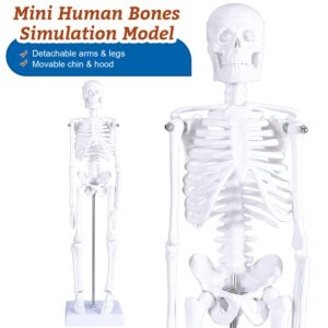 faruijie Human Heart & Body Torso & Skeleton Anatomy Model - Anatomical Assembly Model of Human Organs Mini Human Skeleton Model with Movable Arms and Legs for Medical Student Educational Kit