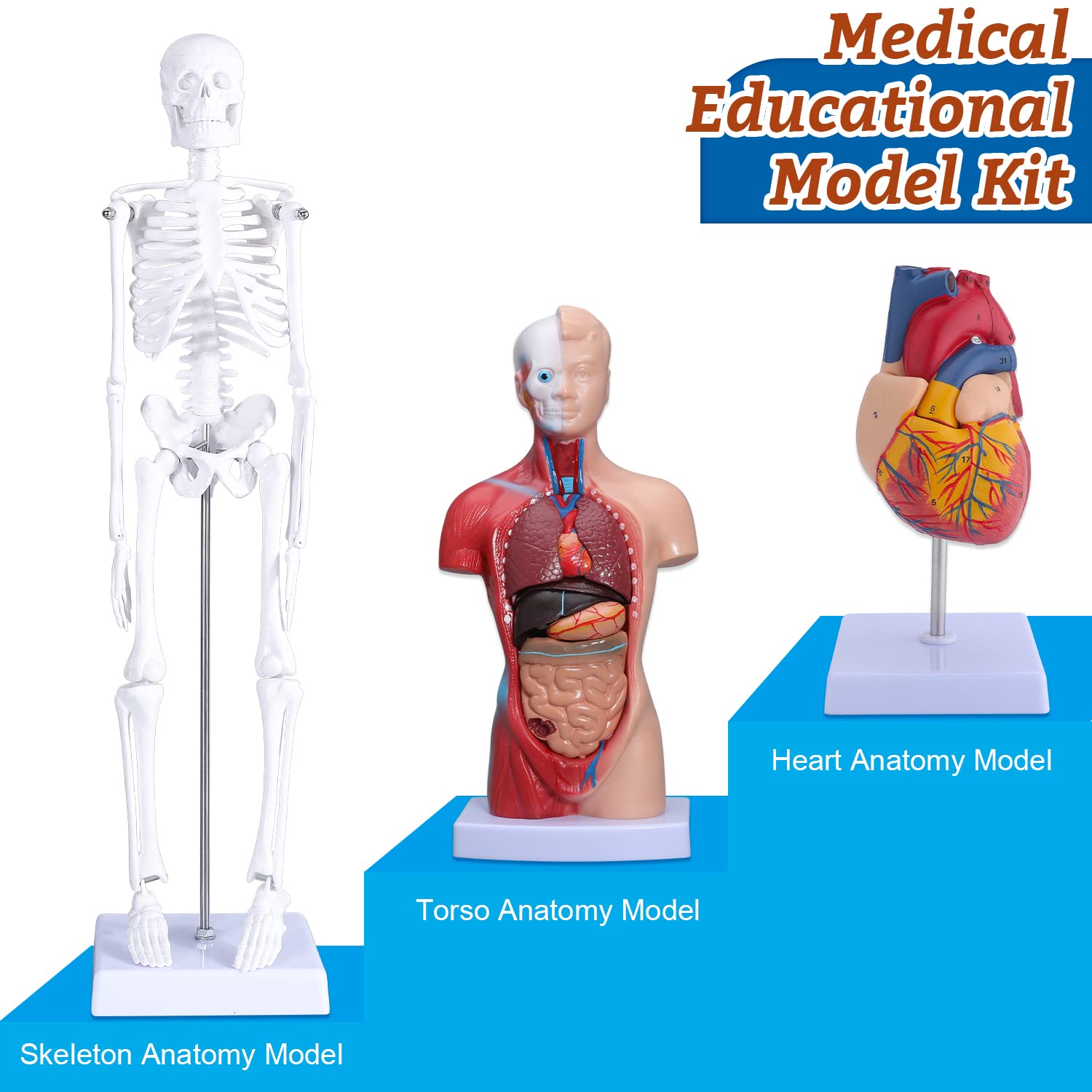 faruijie Human Heart & Body Torso & Skeleton Anatomy Model - Anatomical Assembly Model of Human Organs Mini Human Skeleton Model with Movable Arms and Legs for Medical Student Educational Kit