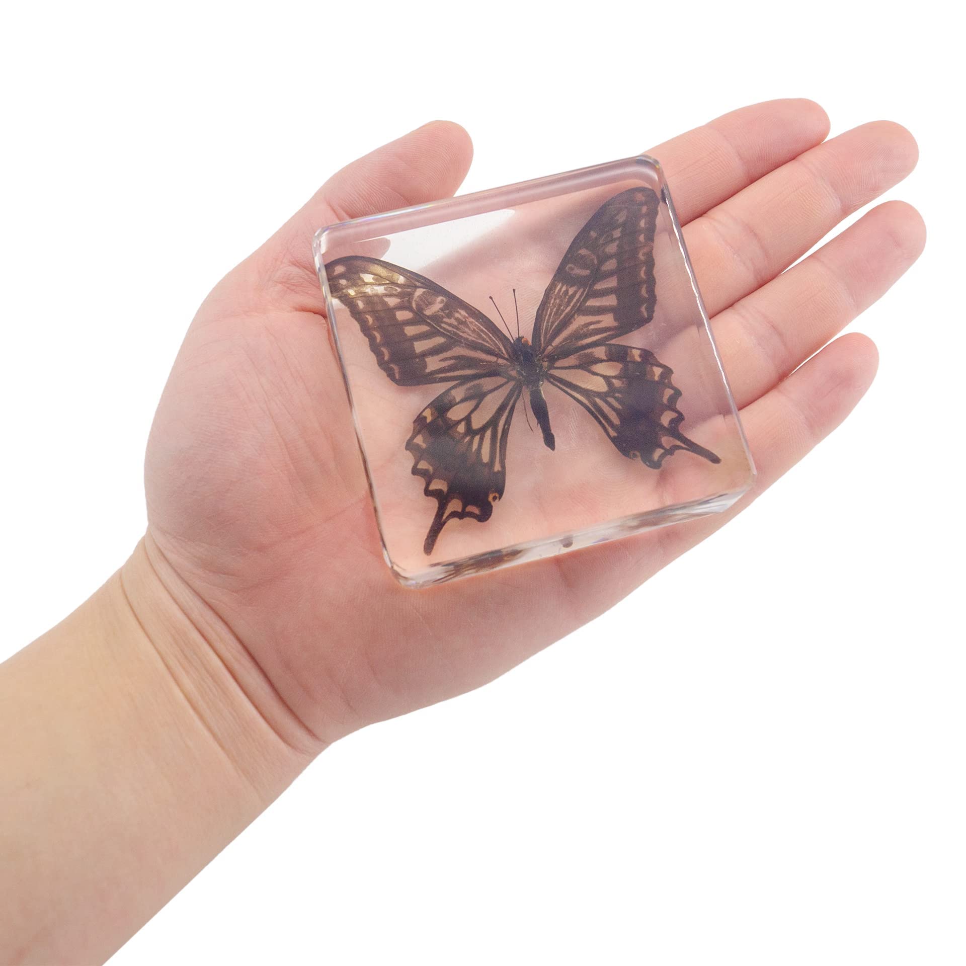 4 PCS Butterfly Specimen Set, Danaus Genutia, Graphium Sarpedon, Asian Swallowtail, Delias Pasithoe Butterfly Resin Collection Science Toys