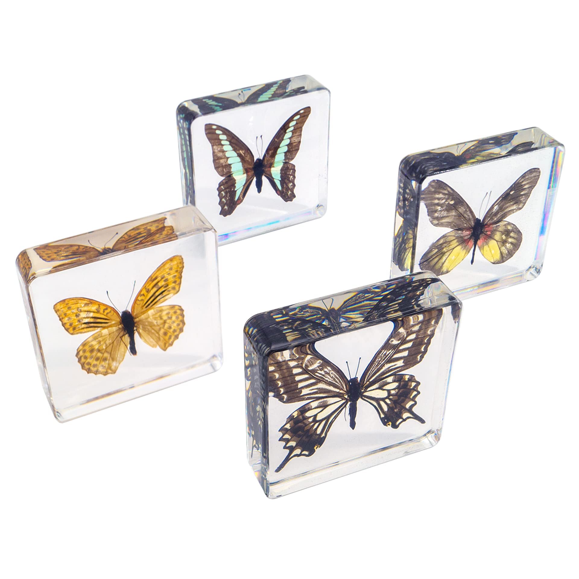 4 PCS Butterfly Specimen Set, Danaus Genutia, Graphium Sarpedon, Asian Swallowtail, Delias Pasithoe Butterfly Resin Collection Science Toys