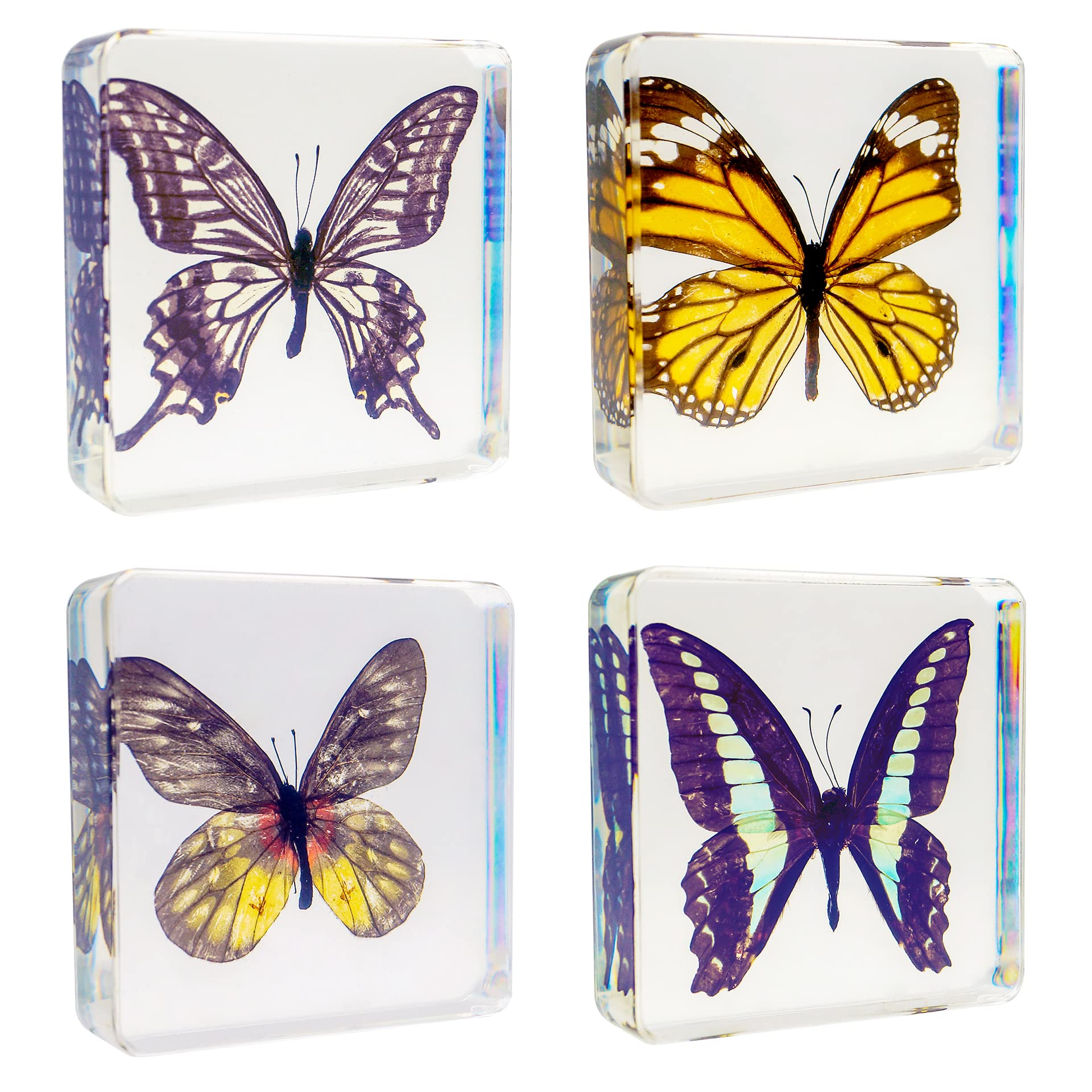 4 PCS Butterfly Specimen Set, Danaus Genutia, Graphium Sarpedon, Asian Swallowtail, Delias Pasithoe Butterfly Resin Collection Science Toys