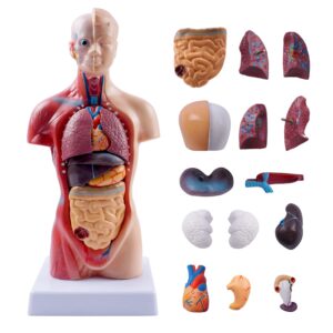 breesky 10.5inch medical torso human body model anatomy doll 15 removable parts education organs model for teaching study class students (red)