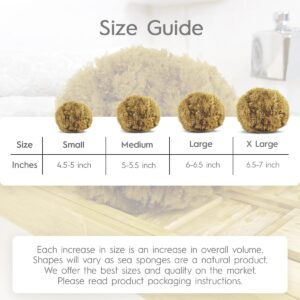 Naroa Exfoliating Natural Sponge for Bathing | Bath Sea Sponge for Healthy Skin | Unbleached Shower Body Scrubber Puff | Eco Friendly Plastic Free Sponge (Exfoliate - Medium)