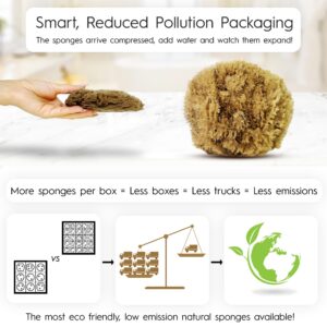 Naroa Exfoliating Natural Sponge for Bathing | Bath Sea Sponge for Healthy Skin | Unbleached Shower Body Scrubber Puff | Eco Friendly Plastic Free Sponge (Exfoliate - Medium)