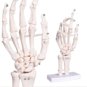 faruijie hand skeleton model - medical human finger bone anatomy bendable right hand skeleton with articulated joints wrist ulna and radius