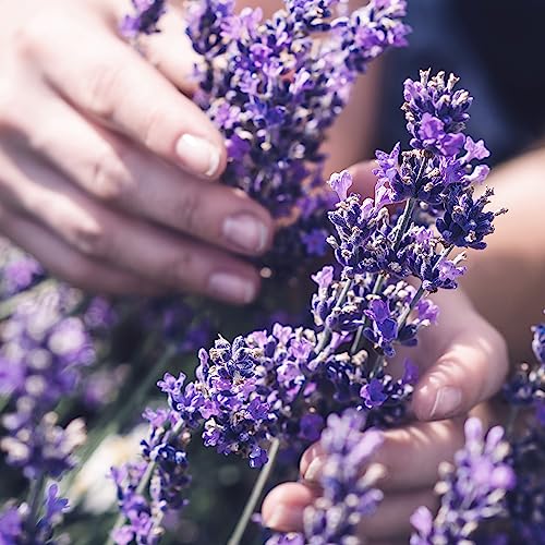 Jojoba Oil & Lavender Curls Shampoo