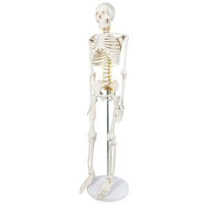 Evotech Mini Human Skeleton Model for Anatomy, 33.5'' 1/2 Life Size Human Skeleton Model with Nervous System Removable Arms and Legs and Stand for Medical Anatomical Study Teaching, Manual Included