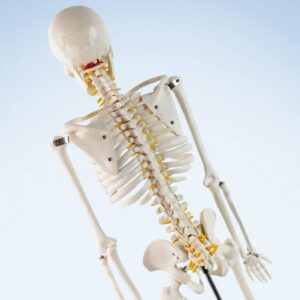 Evotech Mini Human Skeleton Model for Anatomy, 33.5'' 1/2 Life Size Human Skeleton Model with Nervous System Removable Arms and Legs and Stand for Medical Anatomical Study Teaching, Manual Included