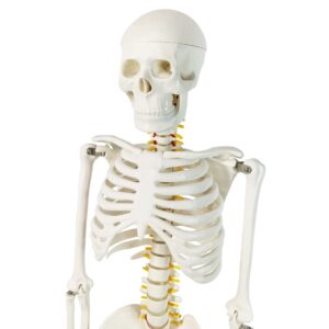 Evotech Mini Human Skeleton Model for Anatomy, 33.5'' 1/2 Life Size Human Skeleton Model with Nervous System Removable Arms and Legs and Stand for Medical Anatomical Study Teaching, Manual Included