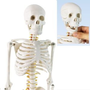 Evotech Mini Human Skeleton Model for Anatomy, 33.5'' 1/2 Life Size Human Skeleton Model with Nervous System Removable Arms and Legs and Stand for Medical Anatomical Study Teaching, Manual Included