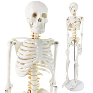 evotech mini human skeleton model for anatomy, 33.5'' 1/2 life size human skeleton model with nervous system removable arms and legs and stand for medical anatomical study teaching, manual included