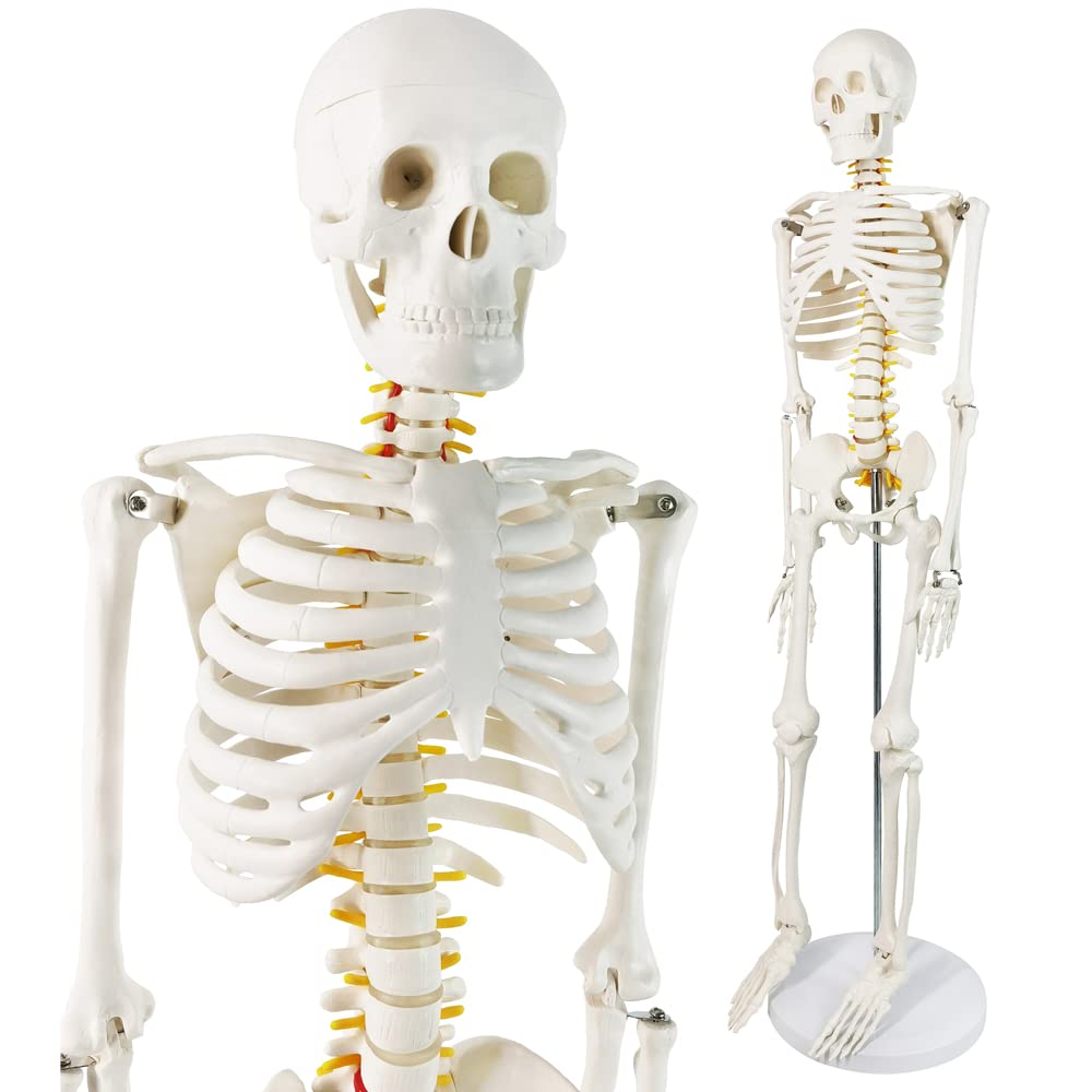 Evotech Mini Human Skeleton Model for Anatomy, 33.5'' 1/2 Life Size Human Skeleton Model with Nervous System Removable Arms and Legs and Stand for Medical Anatomical Study Teaching, Manual Included